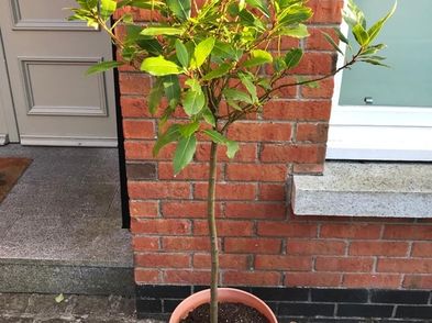 Bay Tree Plant 140 Cm For Sale in Clontarf, Dublin from The Happiness ...