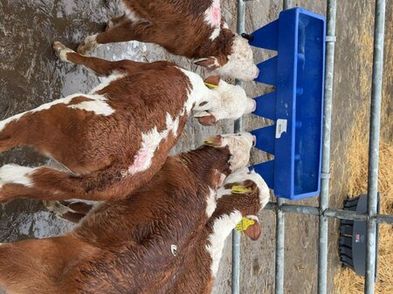 4 Nice Red Whitehead Heifer Calfs For Sale in Boyle, Roscommon from ...
