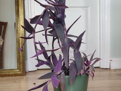 Duo Of Tradescantia Purple Jew And Nanouk In Green Ceramic Pot ...