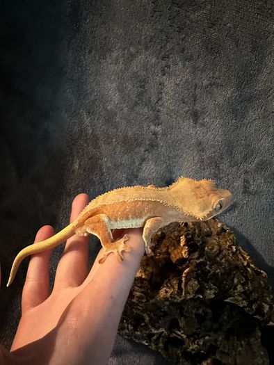 Crested Gecko Reptiles for adoption in Lucan, Dublin from DublinCresties