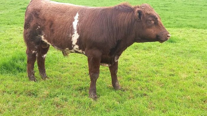 Pbr Roan Shorthorn Bull For Sale in Scarriff, Clare from donedealuser ...