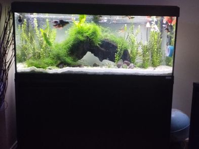 Fluval Roma 240l Fish Tank For Sale in Rathfarnham, Dublin from ...