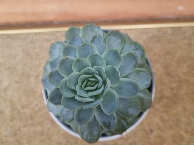 Echeveria Succulent For Sale in Stillorgan, Dublin from debra.mcnamara.54