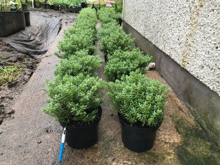 Hebe Pinguifolia Sutherlandii Plants For Sale In Kilmuckridge Wexford