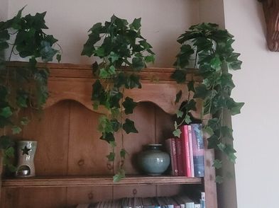Artificial Dangling Ivy Plants X3 In White Ceramic Pots For Sale in ...