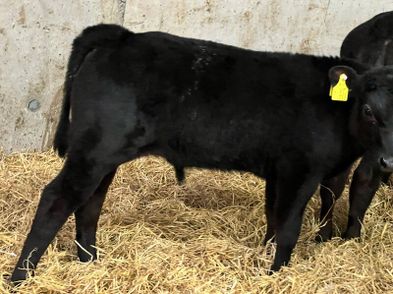 50 Black Aberdeen Angus Bulls For Sale in Castleblayney, Monaghan from ...