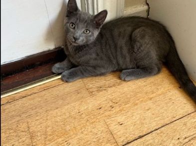 Kittens Cats for adoption in Blackrock, Dublin from Nikmit