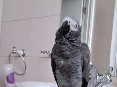Lost African Grey Parrot Lost Pets for adoption in Citywest, Dublin ...