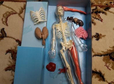 Toy Squishy Human Body In Box Anatomy Set For Sale in Donnybrook, Cork ...
