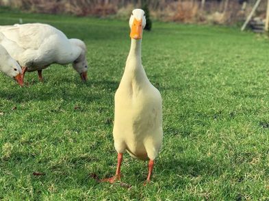 Indian Runner Drake For Sale in Rathnew, Wicklow from pinksapphire