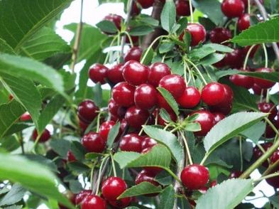 Sour Cherry Morello Tree Plant For Sale in Lusk, Dublin from algisnatasha
