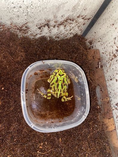 Pac Man Frog Reptiles for adoption in Gorey, Wexford from ziggz_oddity