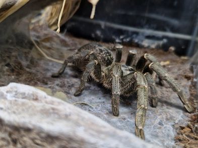 Female Tarantulas For Sale in Sandycove, Dublin from Radek S.