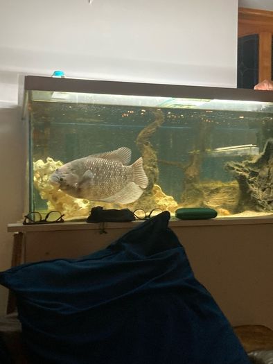 Fish Fish for adoption in Ballincollig, Cork from Declan555