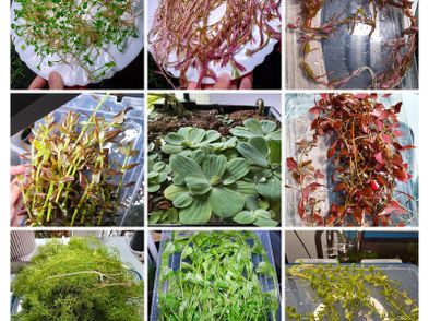 Aquatic Plants Bundle Submerged Grown Floaters For Sale in Dublin 1 ...