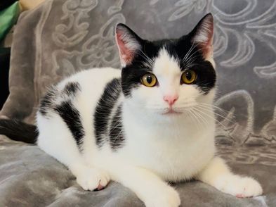 Adaption Cat Cats for adoption in Dublin 18, Dublin from bogdanmihai