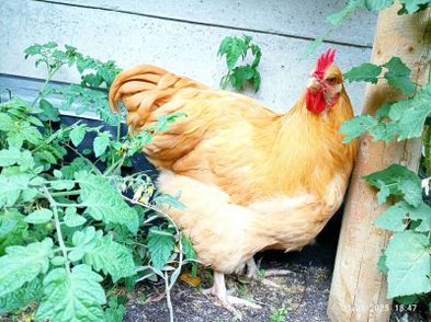 Buff Orpington Rooster For Sale in Lucan, Dublin from Benijamin