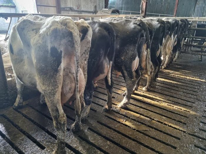 Ballybay Mart Dairy Sale Dispersal Sale For Sale in Ballybay, Monaghan ...