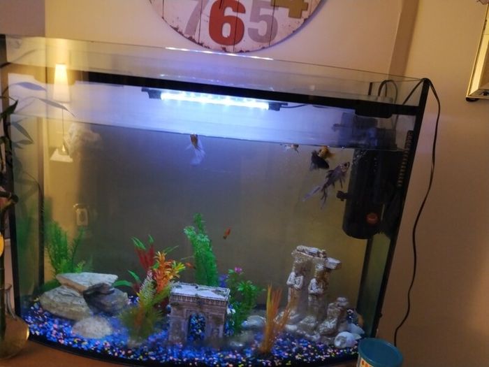 Large Aquarium Fishtank For Sale in Whitehall, Dublin from Fluffypeach