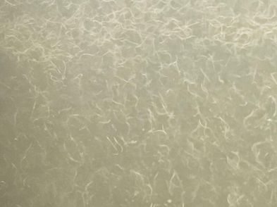 Vinegar Eels Turbatrix Aceti Wegorek Octowy Live Culture Live Food For ...