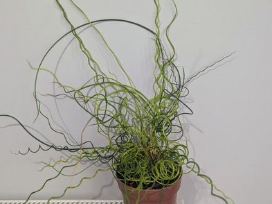 Corkscrewcurly Wurly Plant For Sale in Dublin 9, Dublin from niranjan47