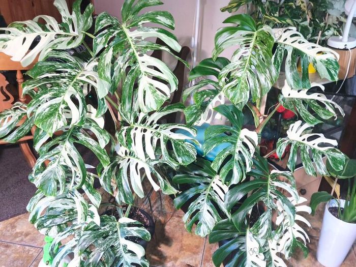 Premium Variegated Monstera For Sale in Donegal Town, Donegal from ...