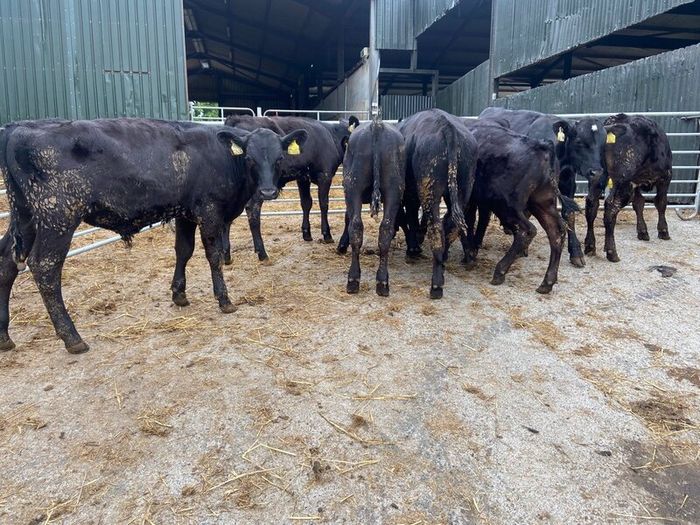 8 Angus Bull Weanlings For Sale in Moate, Westmeath from donedealuser ...