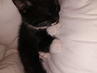 Kitten Cats for adoption in Blanchardstown, Dublin from kasha g